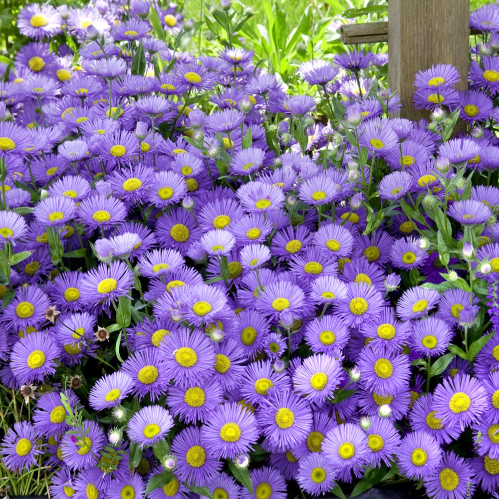 Aster Seed - Aster Alpinus Blue Flower Seeds