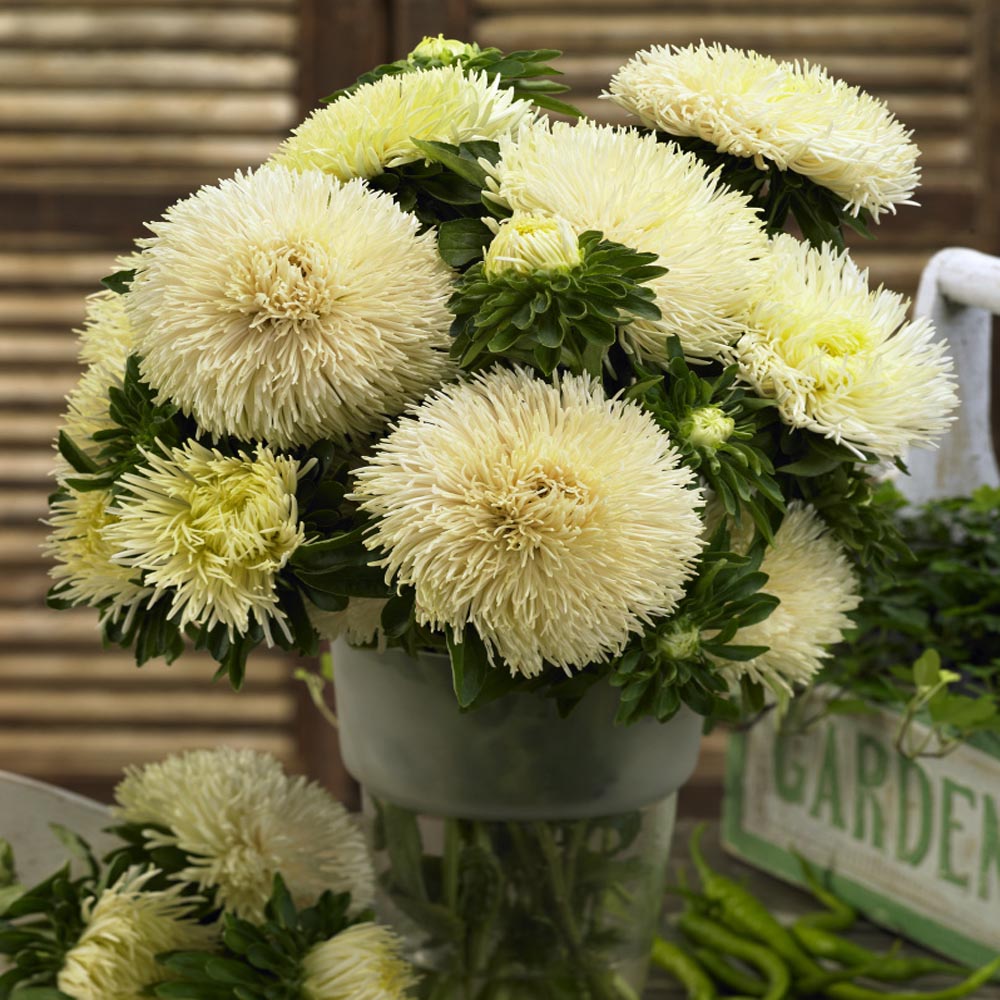 Aster Seeds - Yellow Double Flowered Aster Flower Seeds
