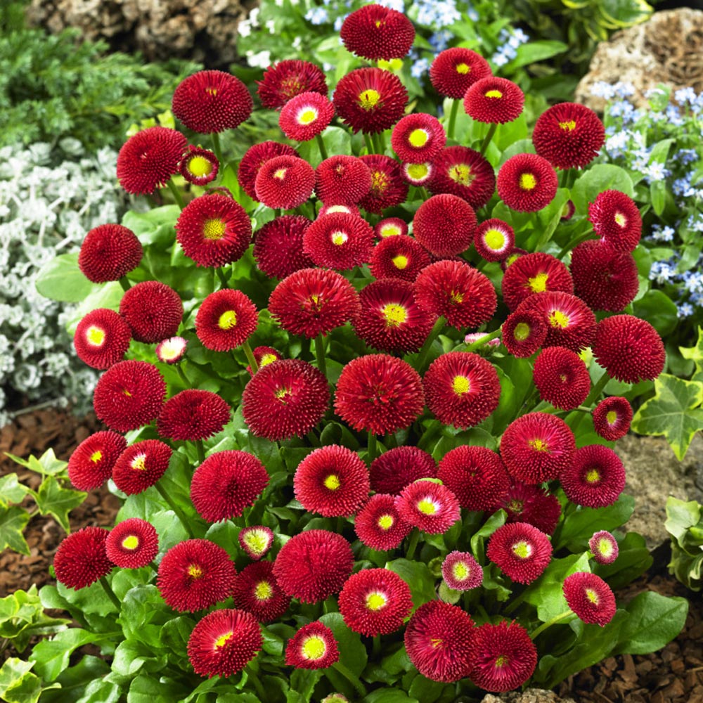Bellis Seeds - Bellis Perennis English Daisy Red Flower Seed