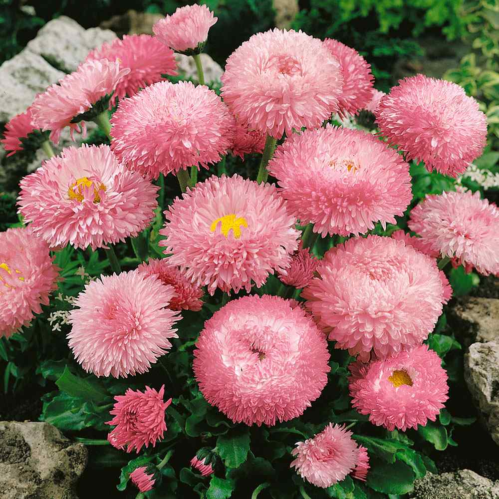 English Daisy Seed - Bellis Perennis Rose Flower Seeds