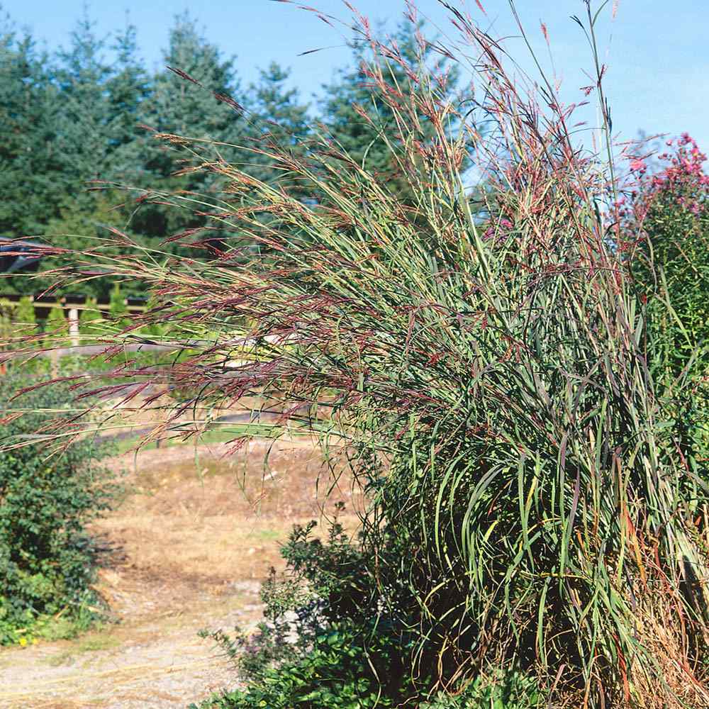 Images Of Big Bluestem Grass Big Bluestem Shop Ontario Native