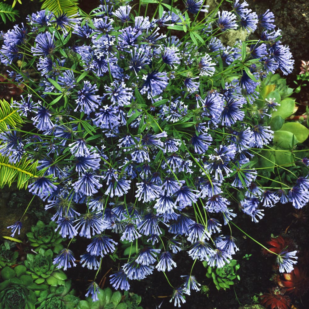 Blue Woodruff Seeds - Asperula Orientalis Blue Surprise Herb Seed