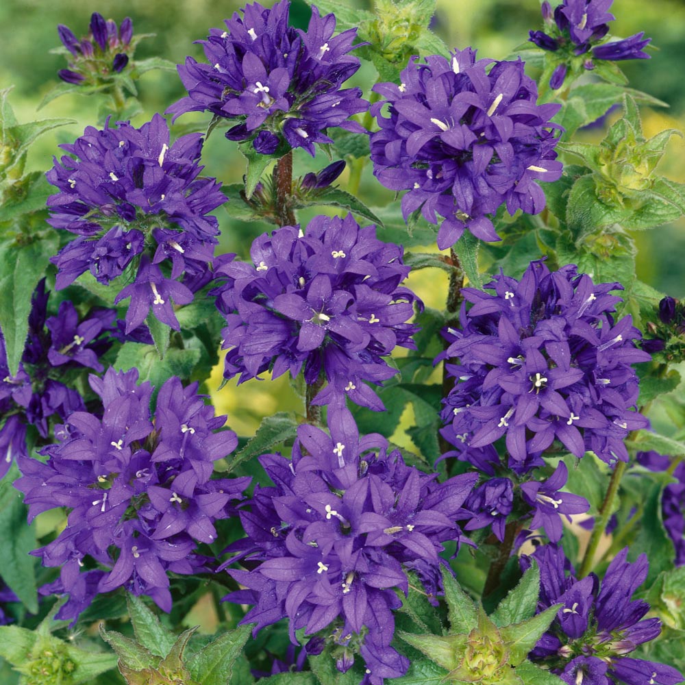 Bellflower Seed - Bellflower Superba Perennial Flower Seeds