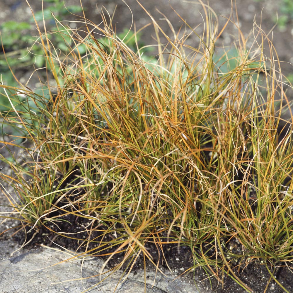 Carex Seed - Orange Sedge Ornamental Grass Seeds