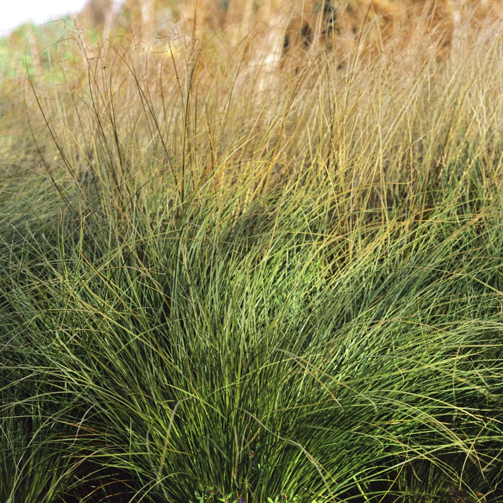 Carex Seed - Orange Sedge Ornamental Grass Seeds