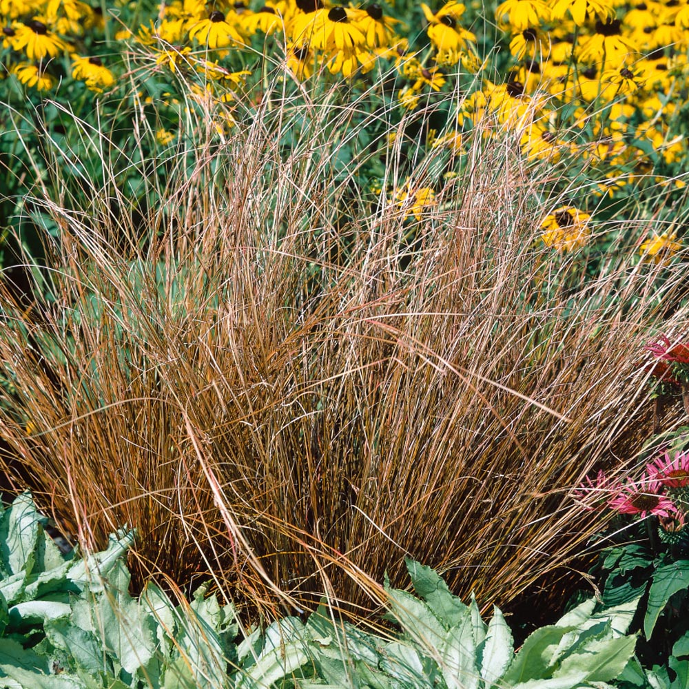 Carex Seed - Carex Buchananii Red Rooster Ornamental Grass Seeds