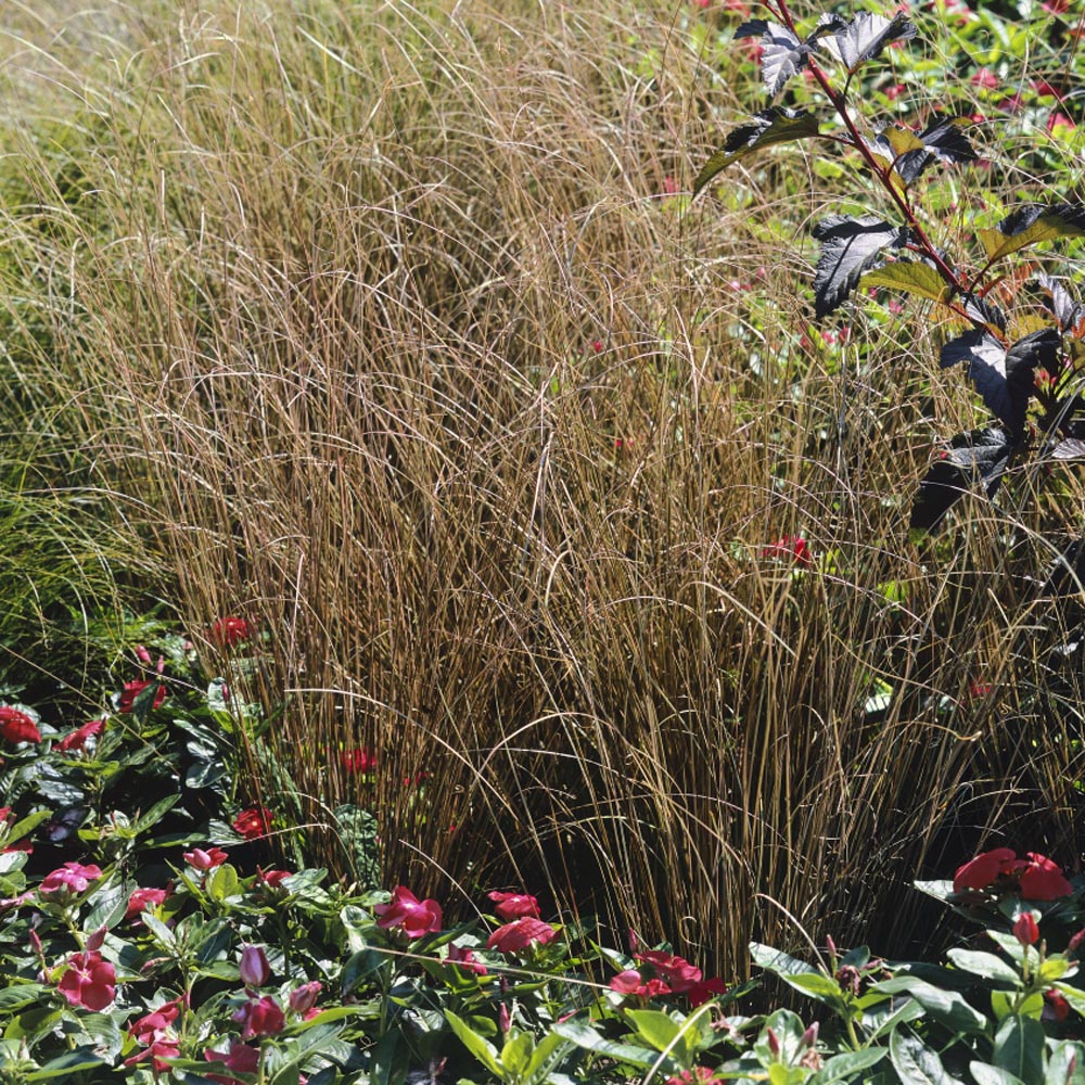 Carex Seed - Carex Buchananii Red Rooster Ornamental Grass Seeds