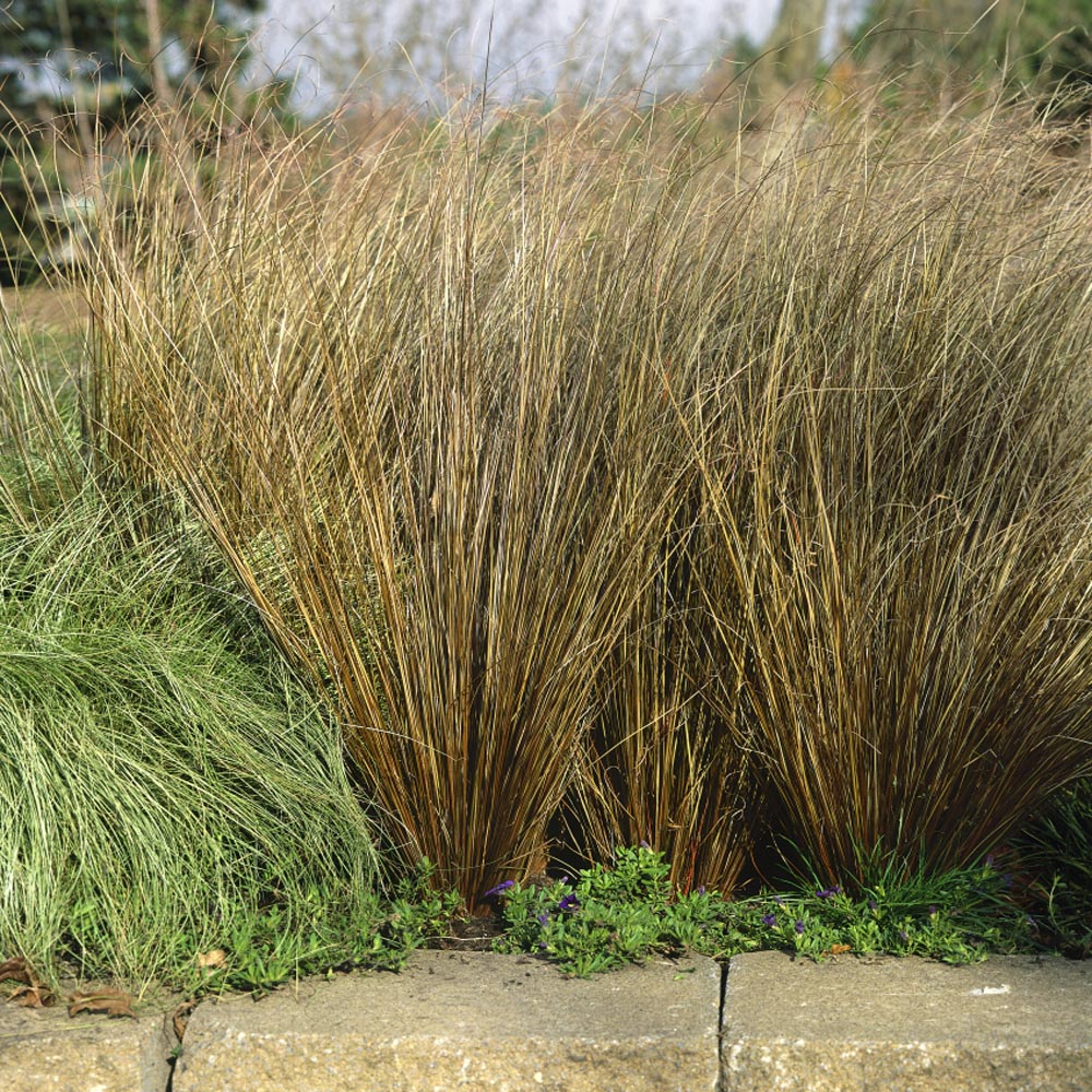 Carex Buchananii Red Rooster Ornamental Grass Plant Seeds