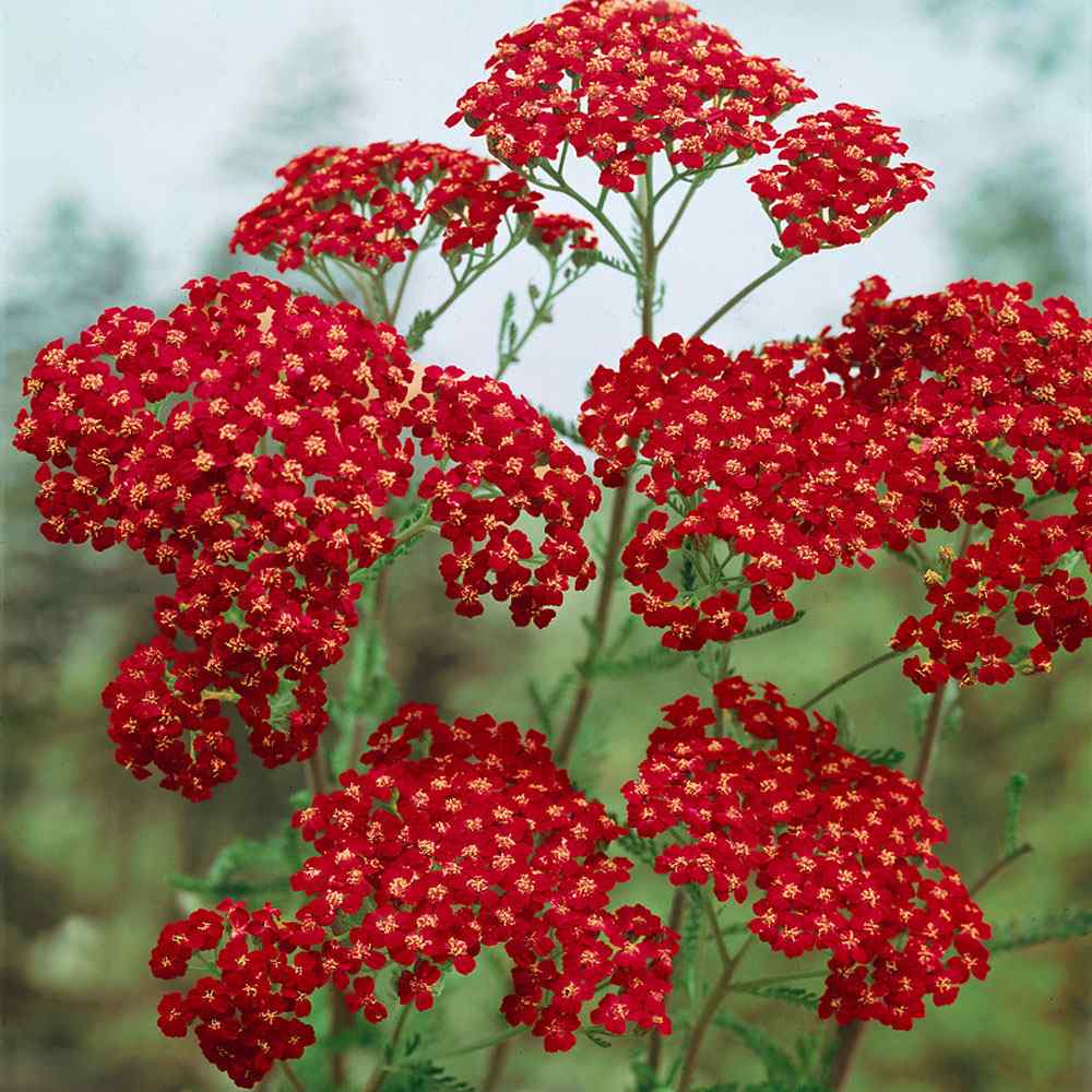 Red Yarrow Plant