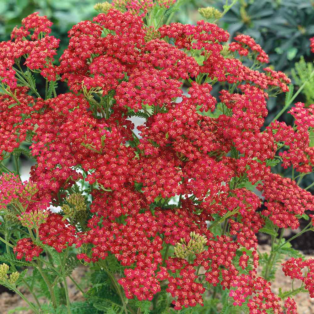 Achillea Cerise Queen Drought Resistant Yarrow Garden Flower Plant Seeds