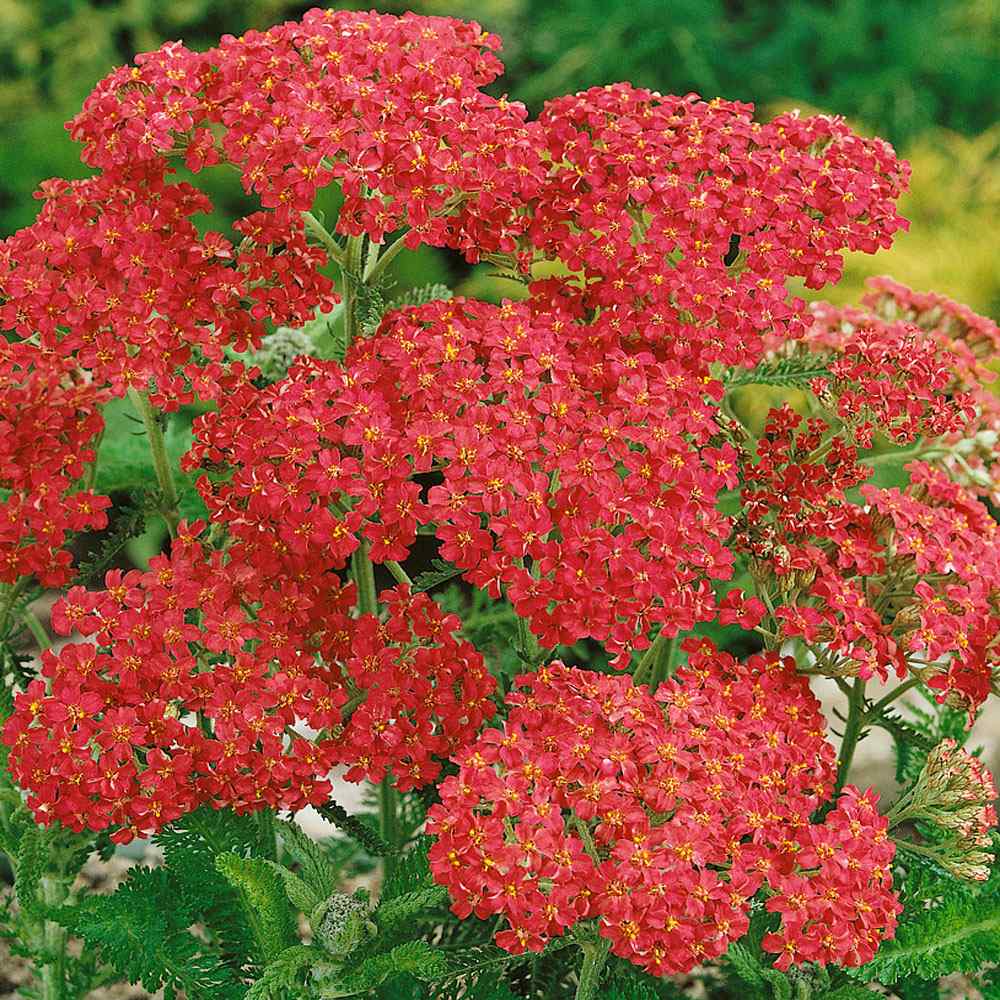 Achillea Cerise Queen Drought Resistant Yarrow Garden Flower Plant Seeds