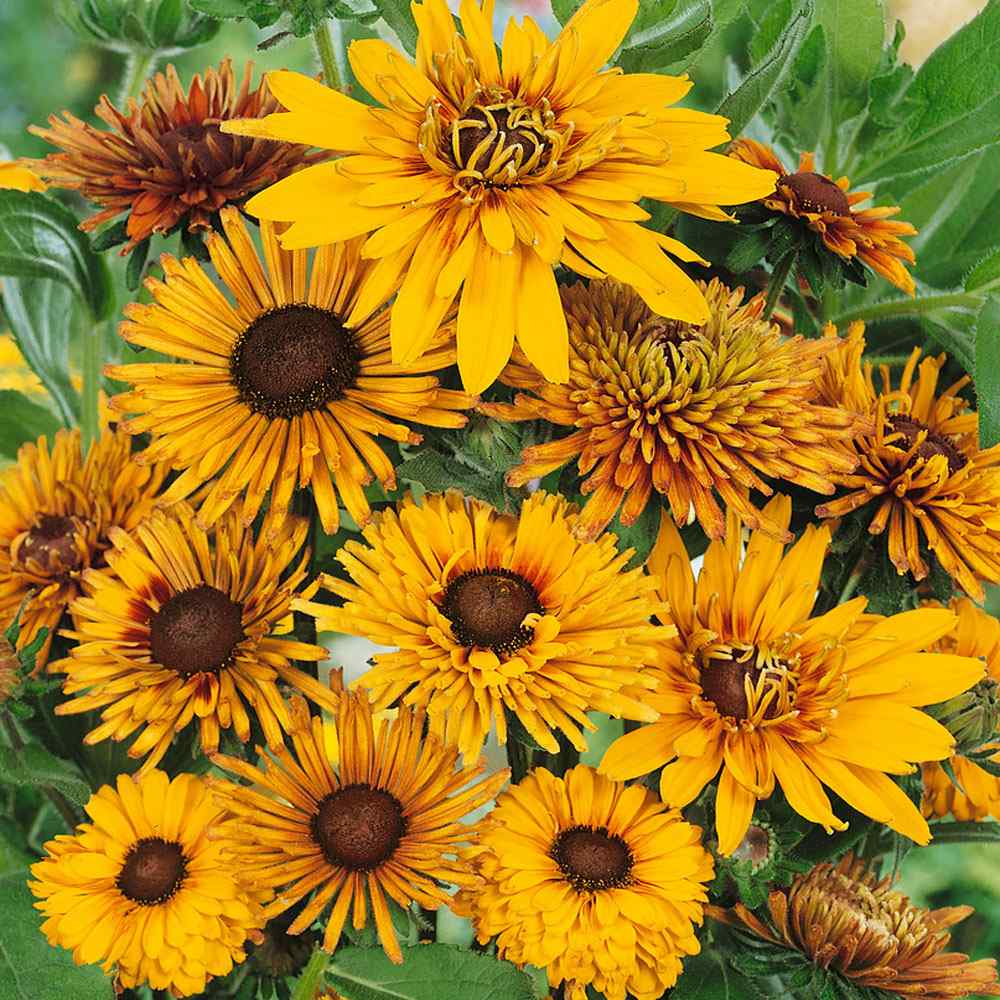 Rudbeckia Hirta Chim Chiminee Garden Xeriscape Flower Seed