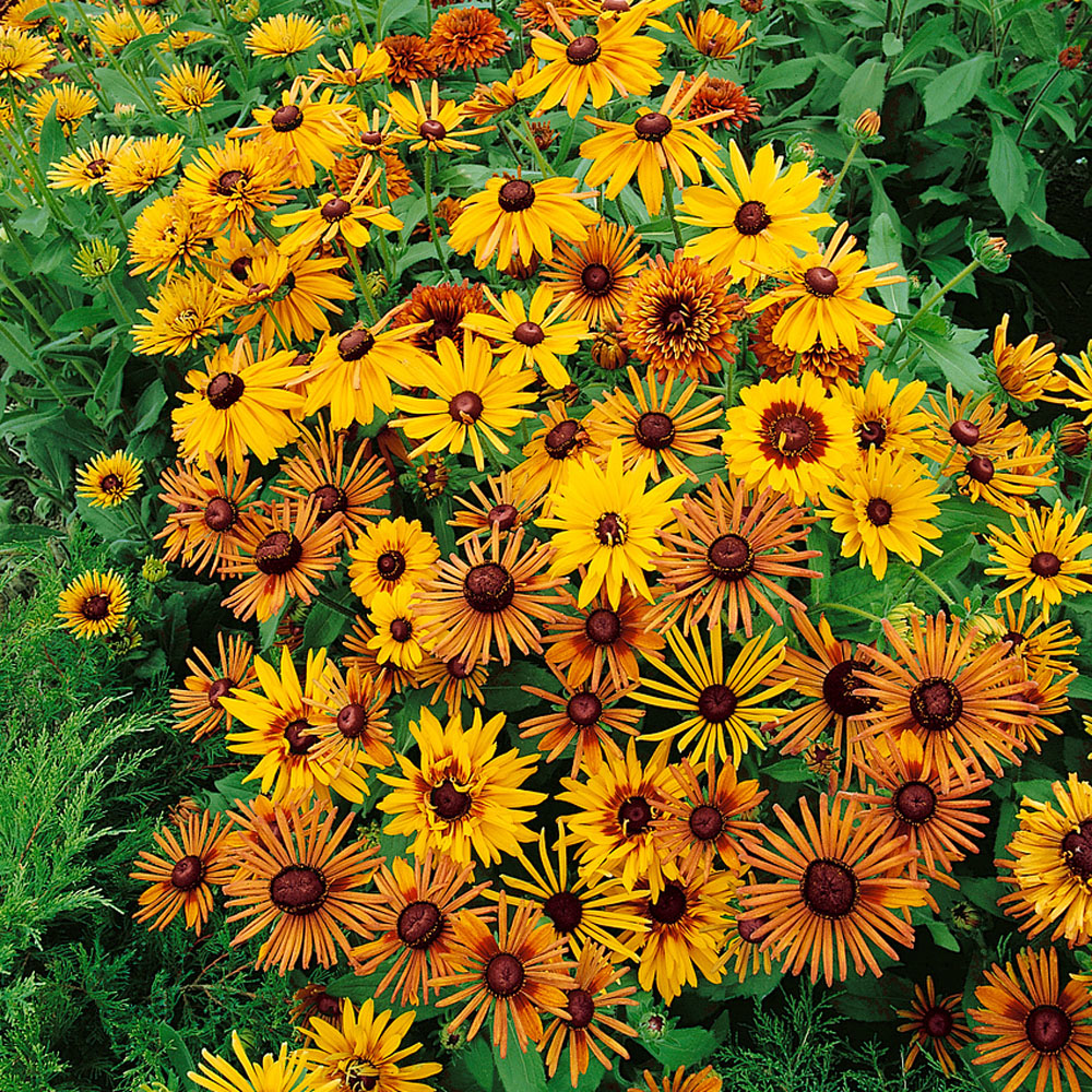 Rudbeckia Hirta Chim Chiminee Garden Xeriscape Flower Seed