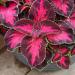Chocolate Covered Cherry Coleus Seeds - Coleus For Sun or Shade