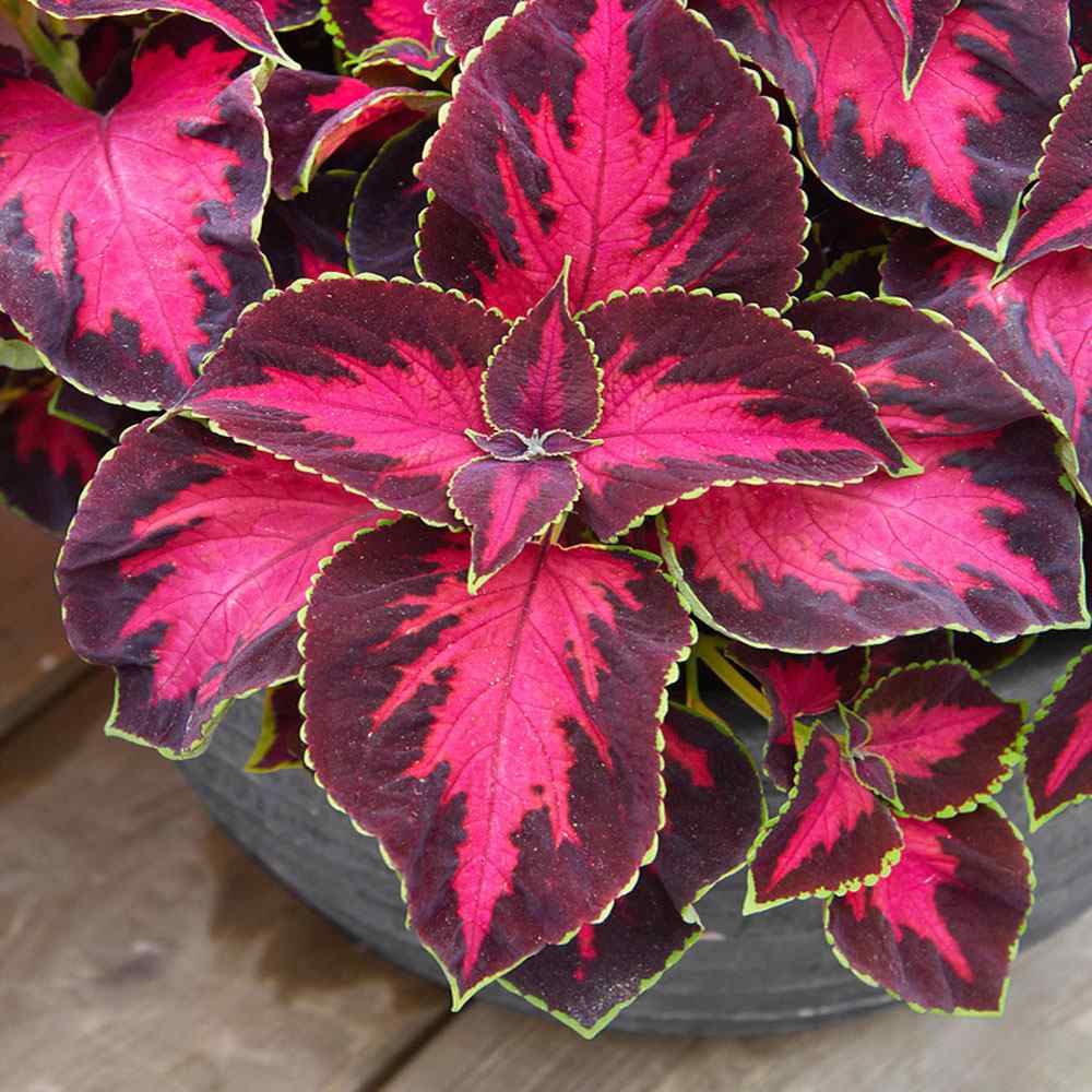 Chocolate Covered Cherry Coleus Seeds - Coleus For Sun or Shade