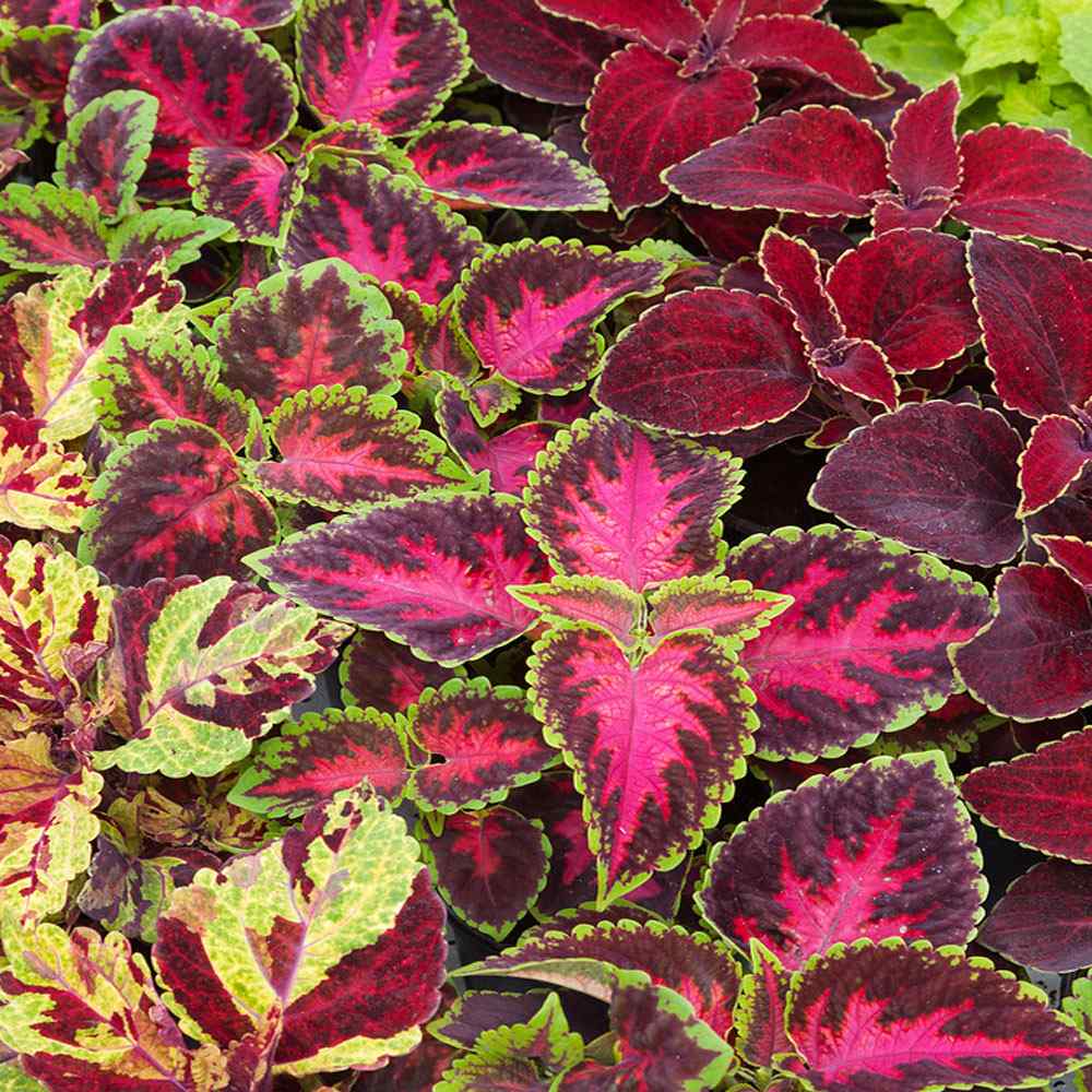 Coleus Fairway Mix Seed - Flower Seeds - Coleus House Plants