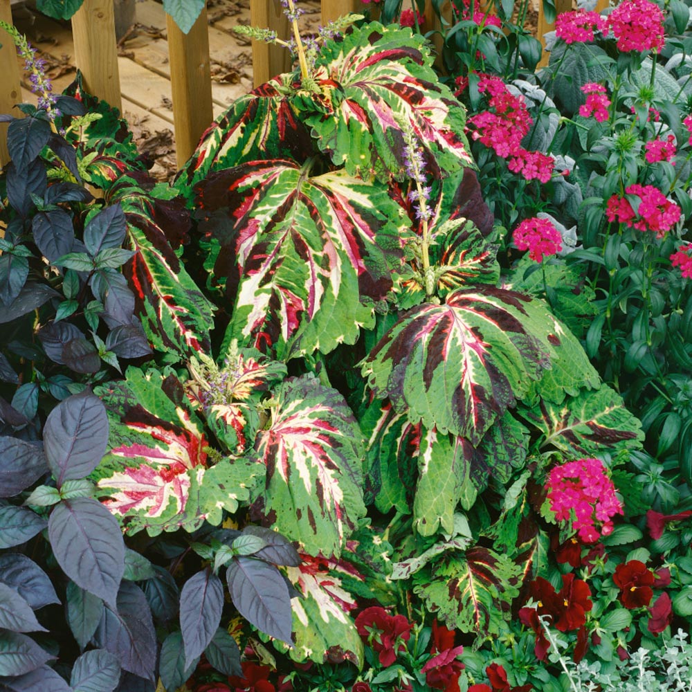 Kong Mosaic Coleus Seed - Kong Flower Seeds