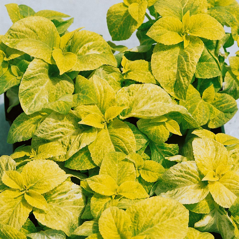 Easy Annuals From Seeds - Wizard Golden Coleus Flower Seeds