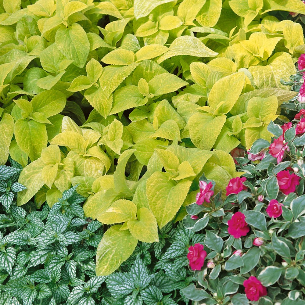 Easy Annuals From Seeds - Wizard Golden Coleus Flower Seeds
