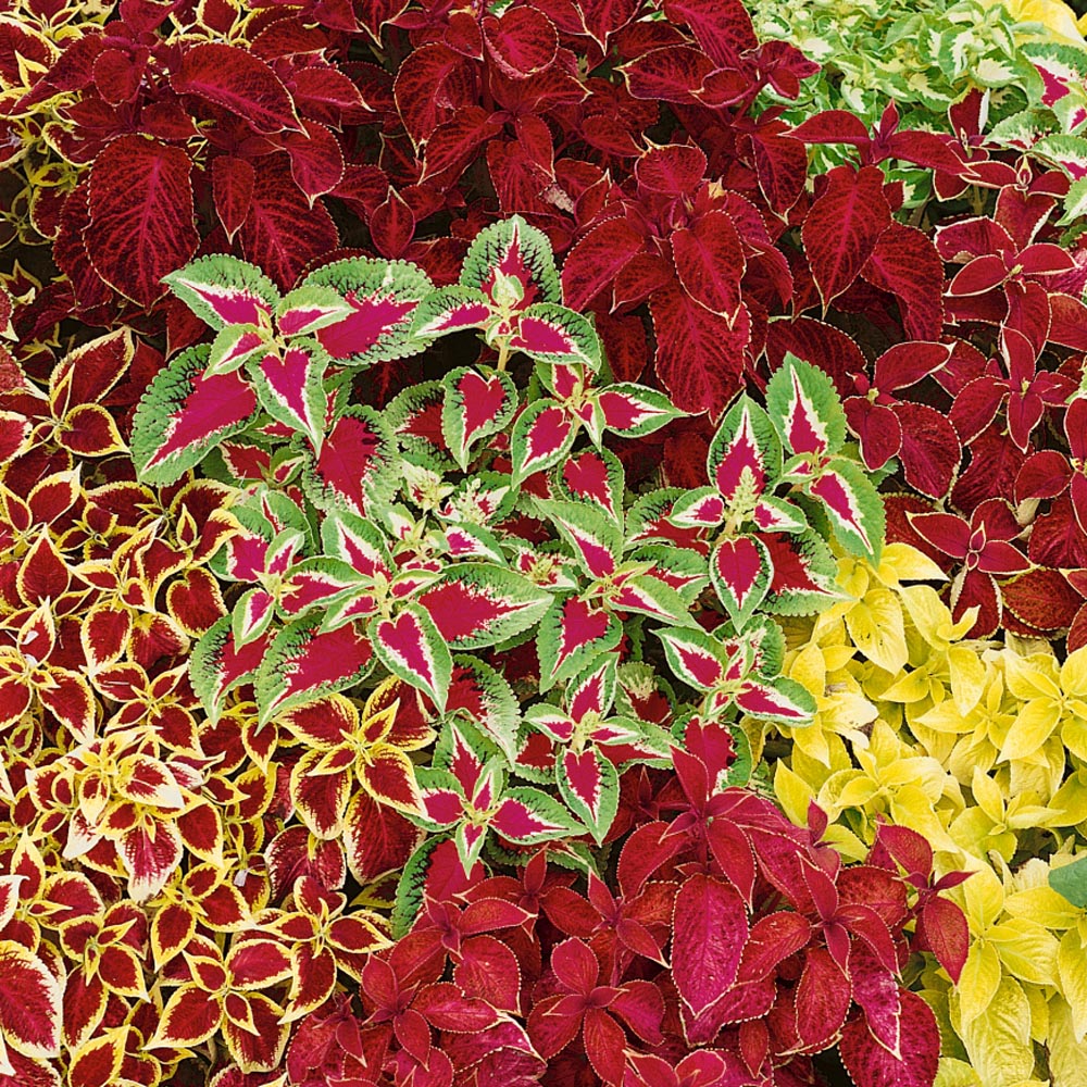 Coleus Seeds - Wizard Flower Seed Mix - Shade Garden Plants