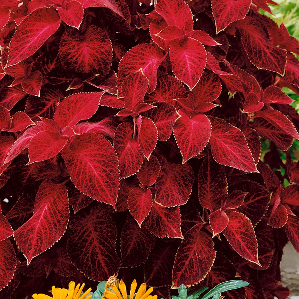 Red Velvet Plant