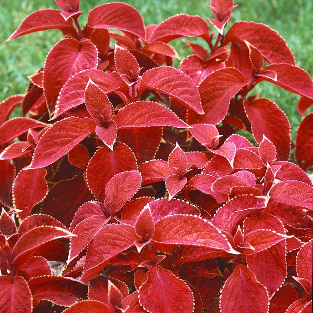 Coleus Wizard Sunset Seeds - Coleus Plants For Shade