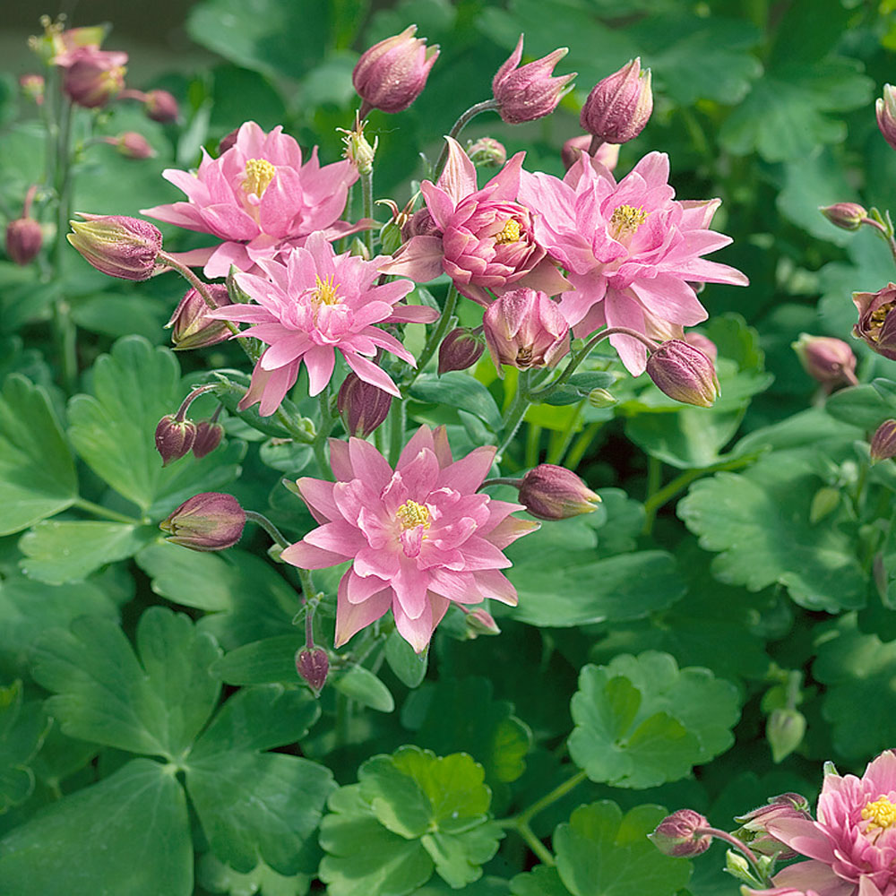 Columbine Flower