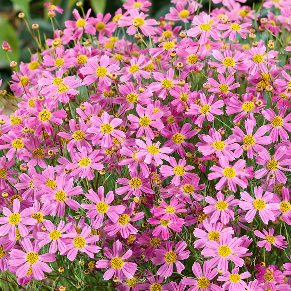 Coreopsis Rosea American Dream Garden Flower Seeds