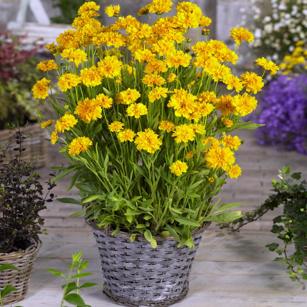 Coreopsis Grandiflora Drought Tolerant Early Sunrise Garden Flower ...