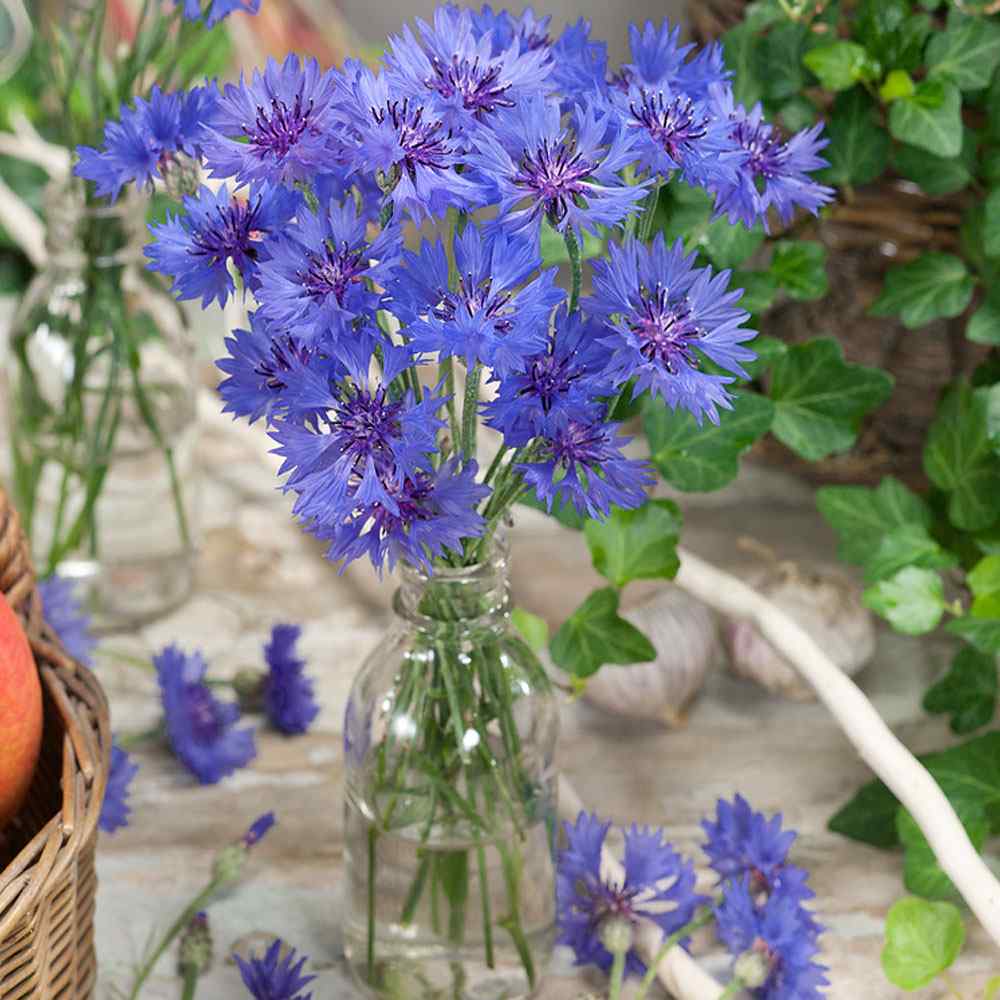Dwarf Blue Cornflower