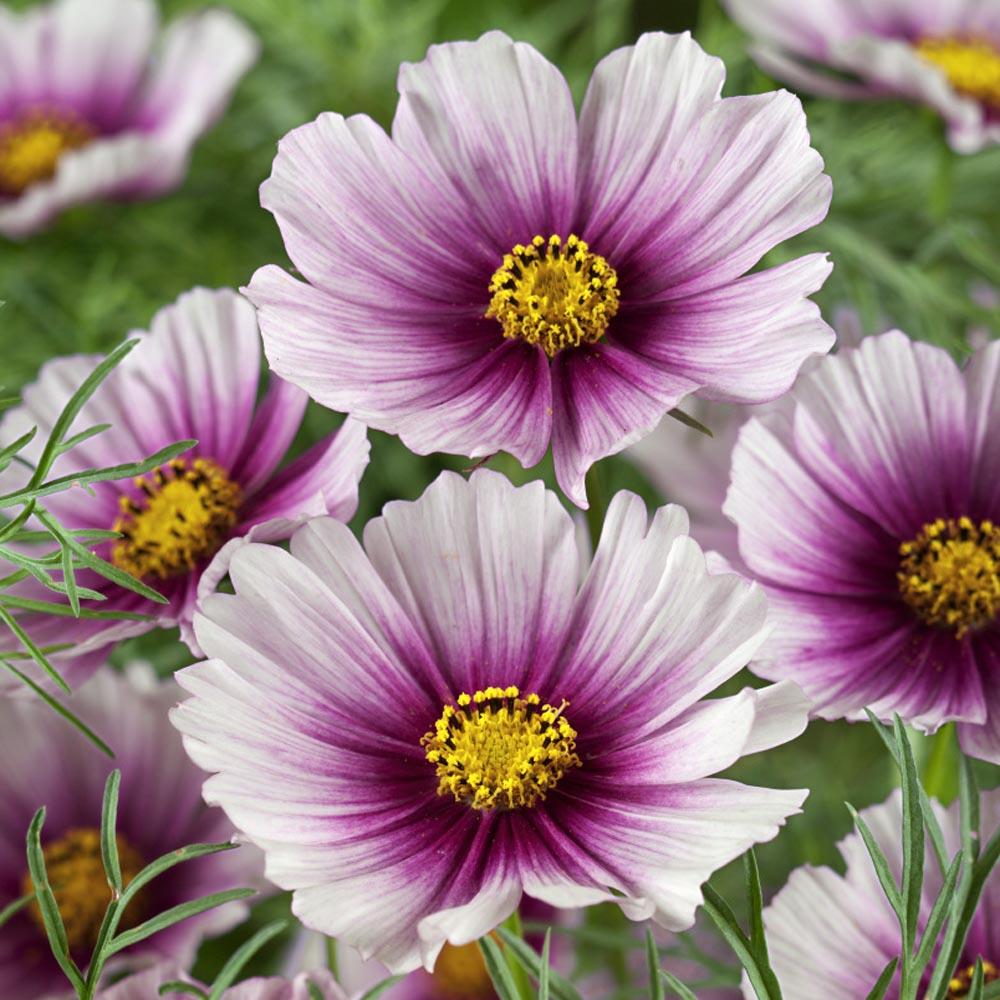Cosmos Seeds - Cosmos Bipinnatus Sensation Day Dream Flower Seed