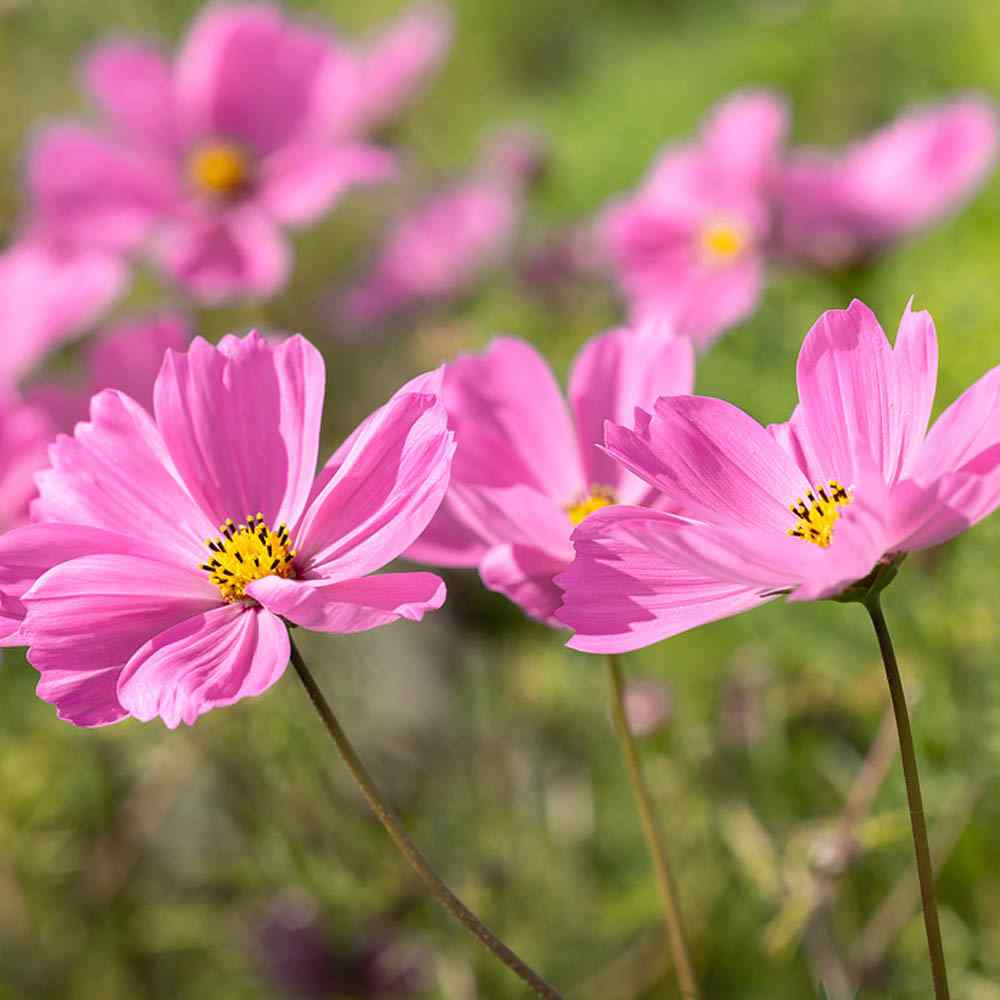 Drought Tolerant Cosmos Bipinnatus Sensation Gloria Garden Flower Plant ...