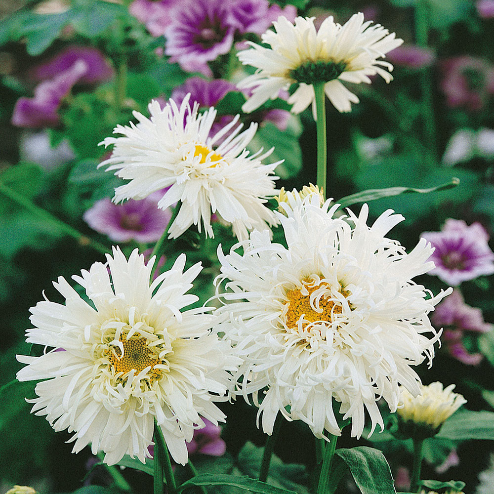 Chrysanthemum Leucanthemum Shasta Crazy Daisy Flower Seeds