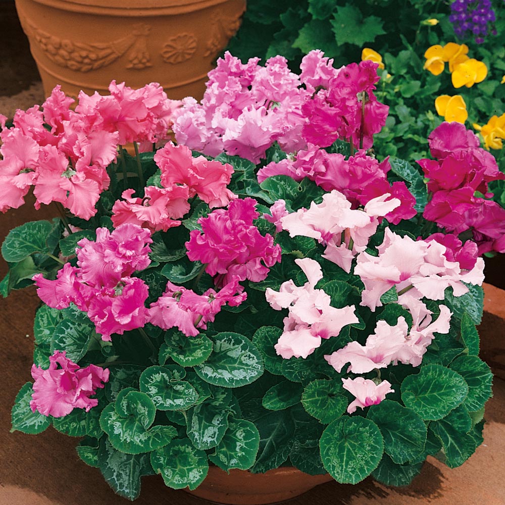Cyclamen Seeds - Cyclamen Persicum Flower Seed