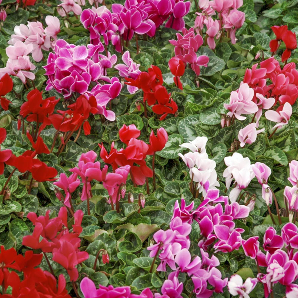 Cyclamen Seeds - Cyclamen Persicum Butterfly Mix Flower Seed