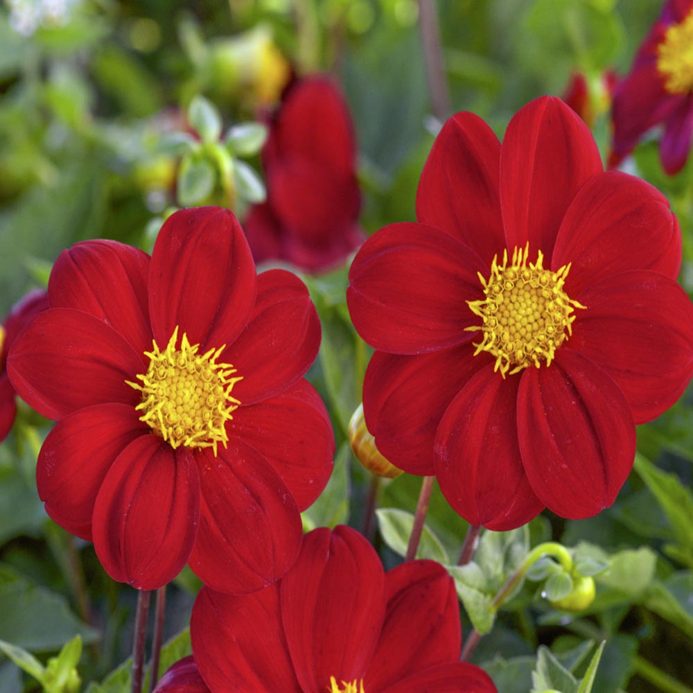 Dahlia Seeds - Dahlia Variabilis Mignon Red Flower Seed