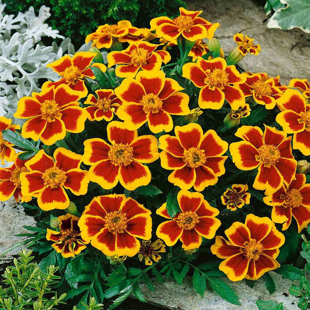 Marigold Seeds - Tagetes Patula Dainty Marietta Flower Seed