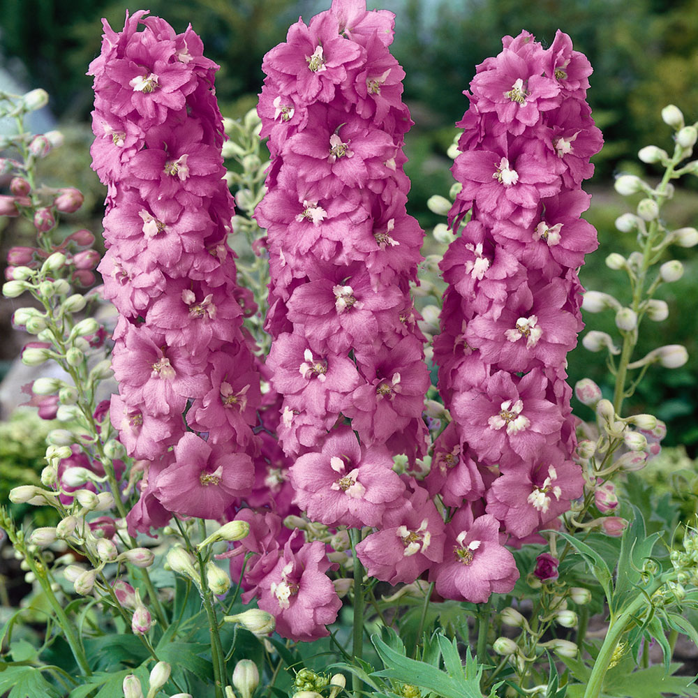 Delphinium Elatum Magic Fountains Cherry Blossoms White Bee