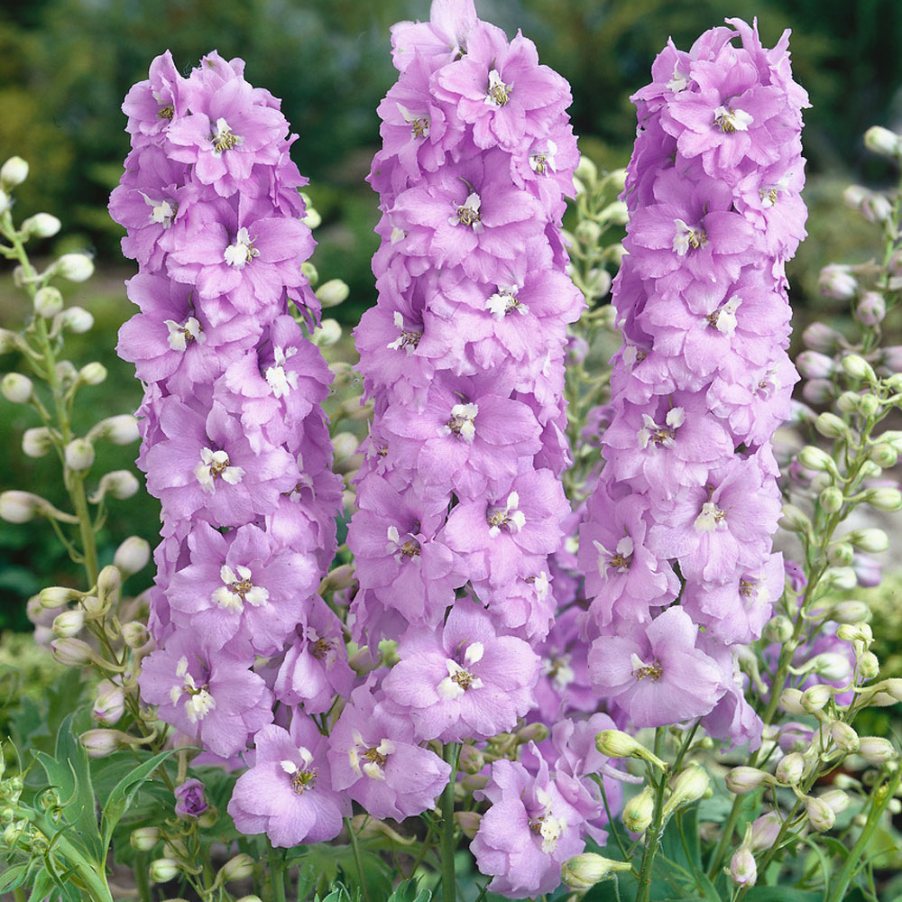 Larkspur Delphinium Lilac Pink with White Bee Flowers