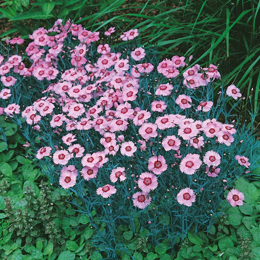 Dianthus Seeds - Dianthus Alwoodii Alpinus - Alwood Pink Flower Seeds