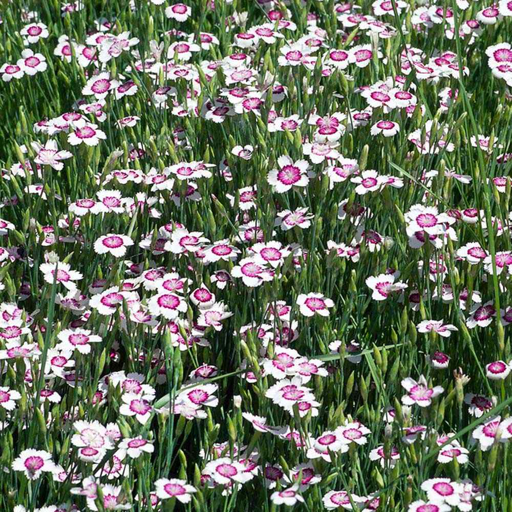 Dianthus Deltoides Arctic Fire Maiden Pink Garden Flower Seeds