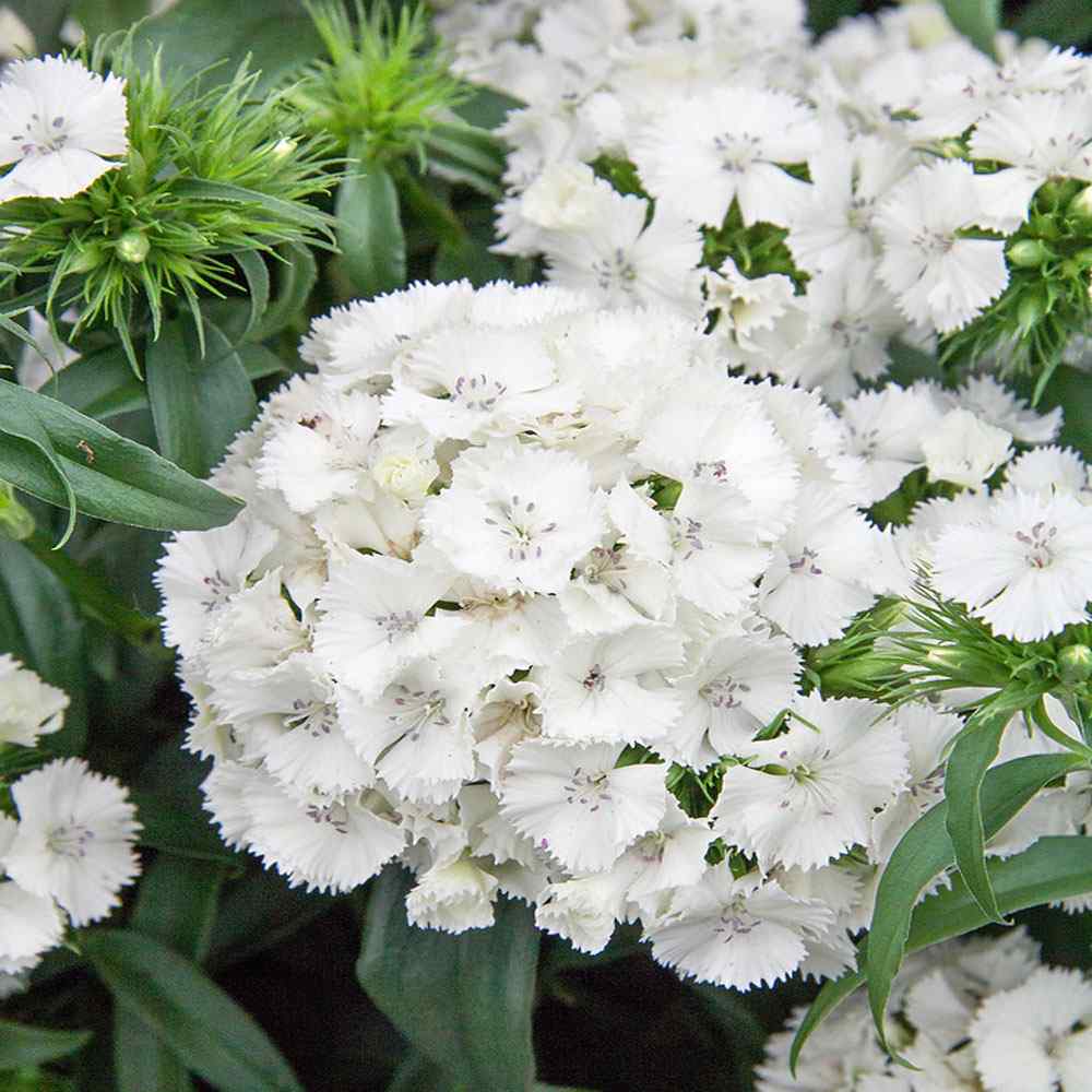 Dianthus Seeds - Dianthus Barbatus Sweet William White Flower Seed
