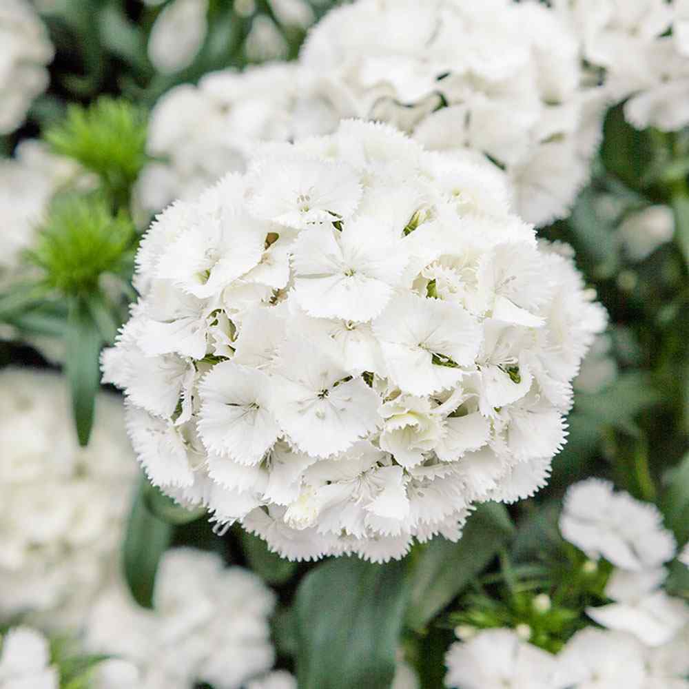 Dianthus Barbatus