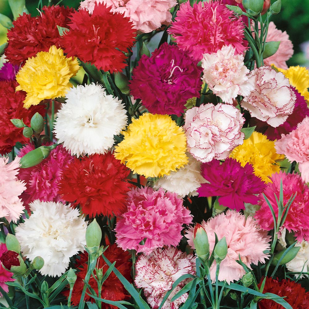 Carnation Seeds - Dianthus Caryophyllus Chabaud Mix Flower Seeds