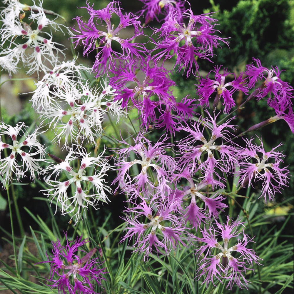 Dianthus Seed - Dianthus Superbus Hybrids Mix Flower Seeds