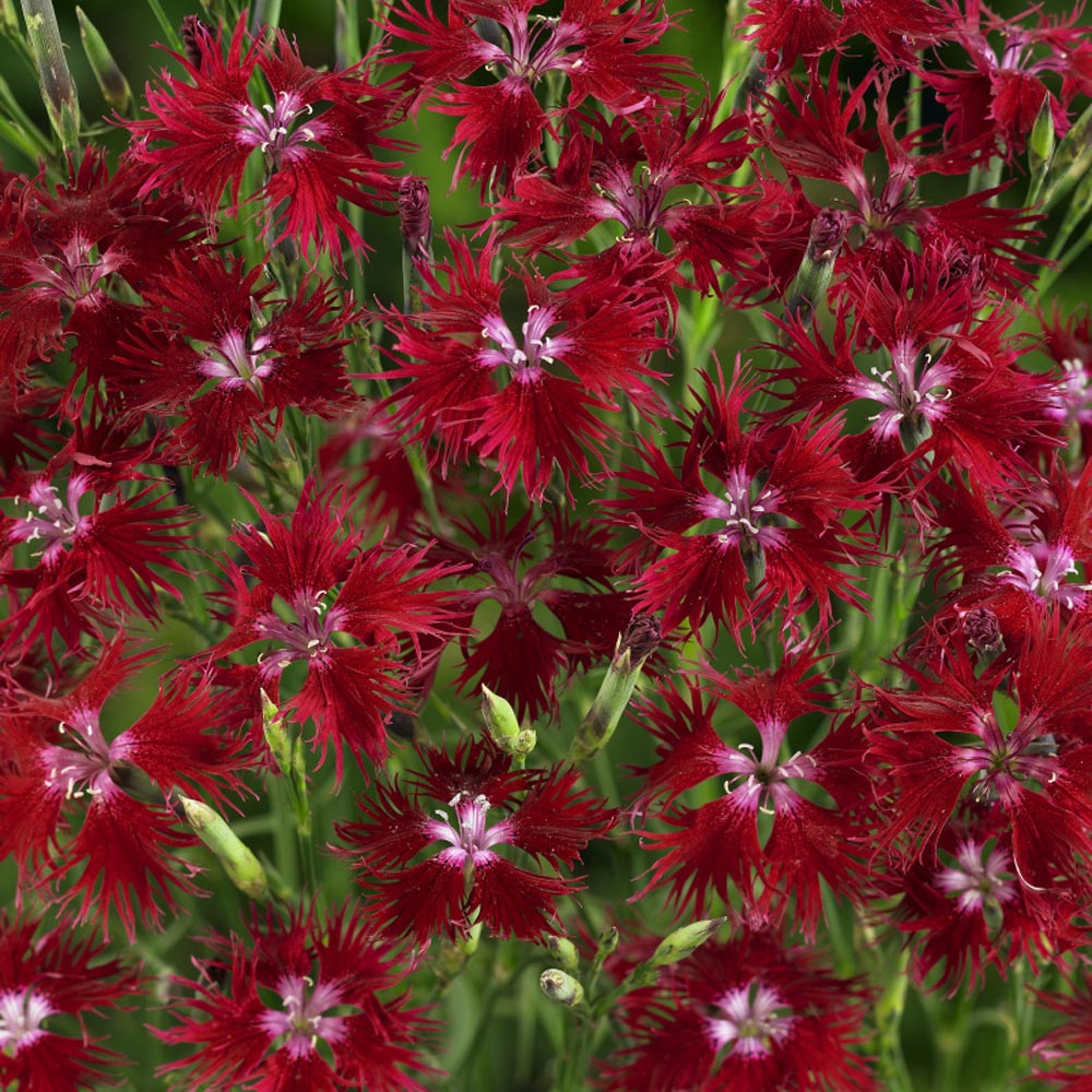 Dianthus Seed - Dianthus Superbus Hybrids Red Flower Seed