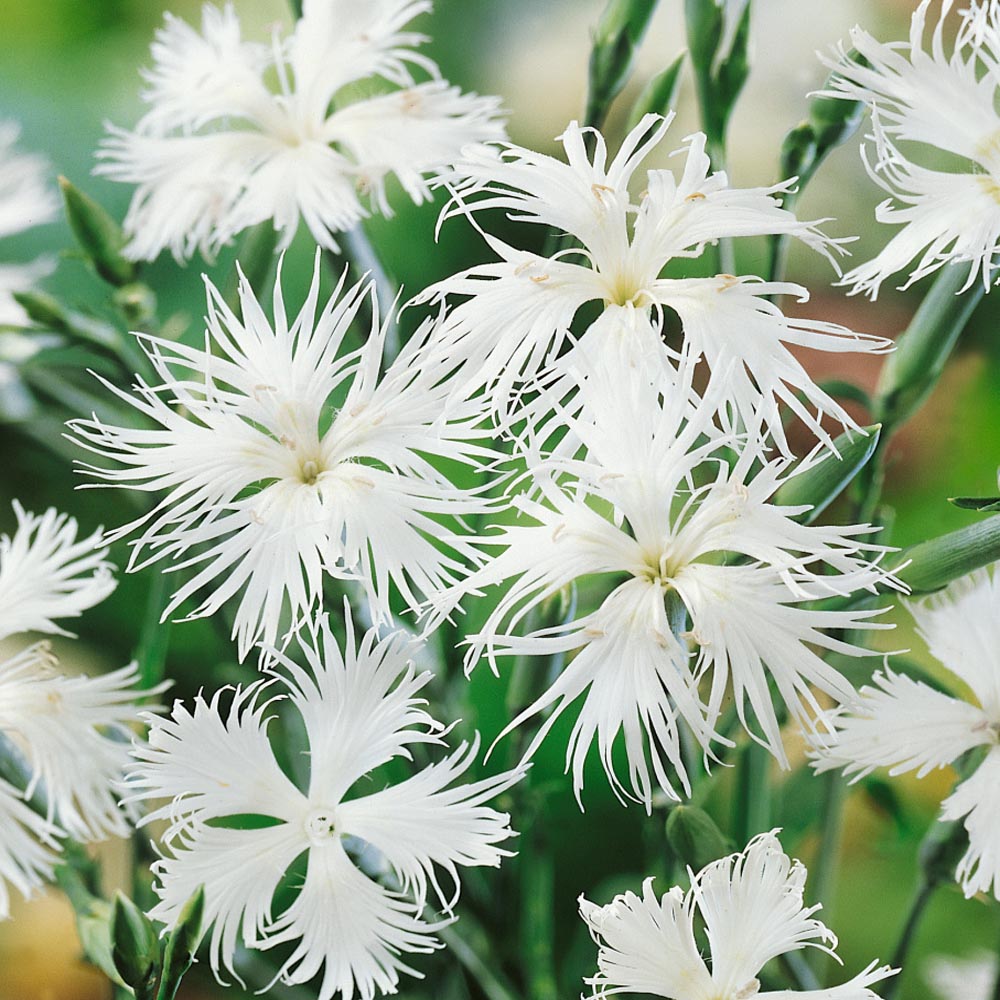 Dianthus Seeds - White Dianthus Superbus Flower Seeds