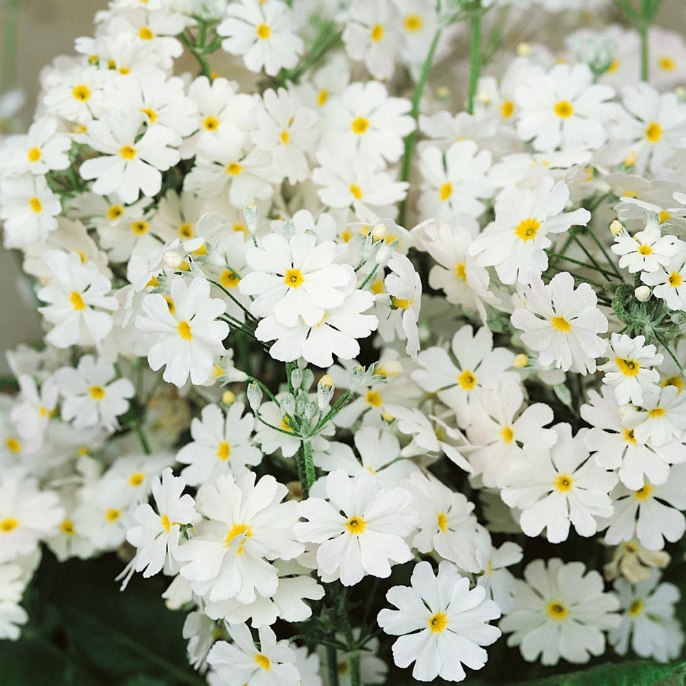 Fairy Primrose Seeds - Primula Malacoides White Flower Seeds