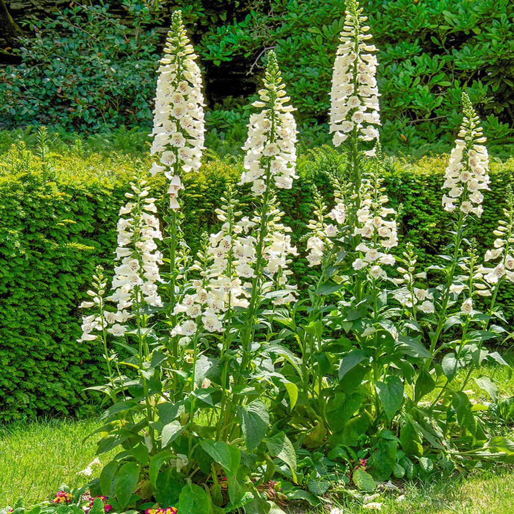 Digitalis Purpurea Foxglove Camelot Cream Garden Flower Seeds