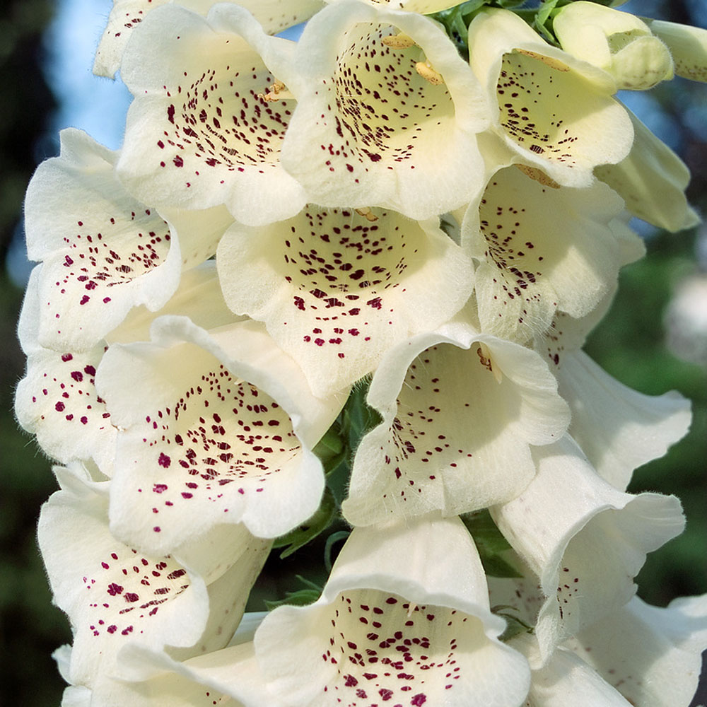 Digitalis Purpurea Foxglove Camelot Cream Garden Flower Seeds